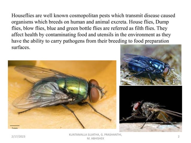 Integrated management of House Flies.pptx | Indoor Environmental ...