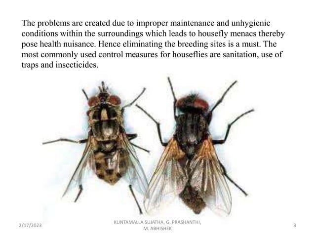 Integrated management of House Flies.pptx | Indoor Environmental ...