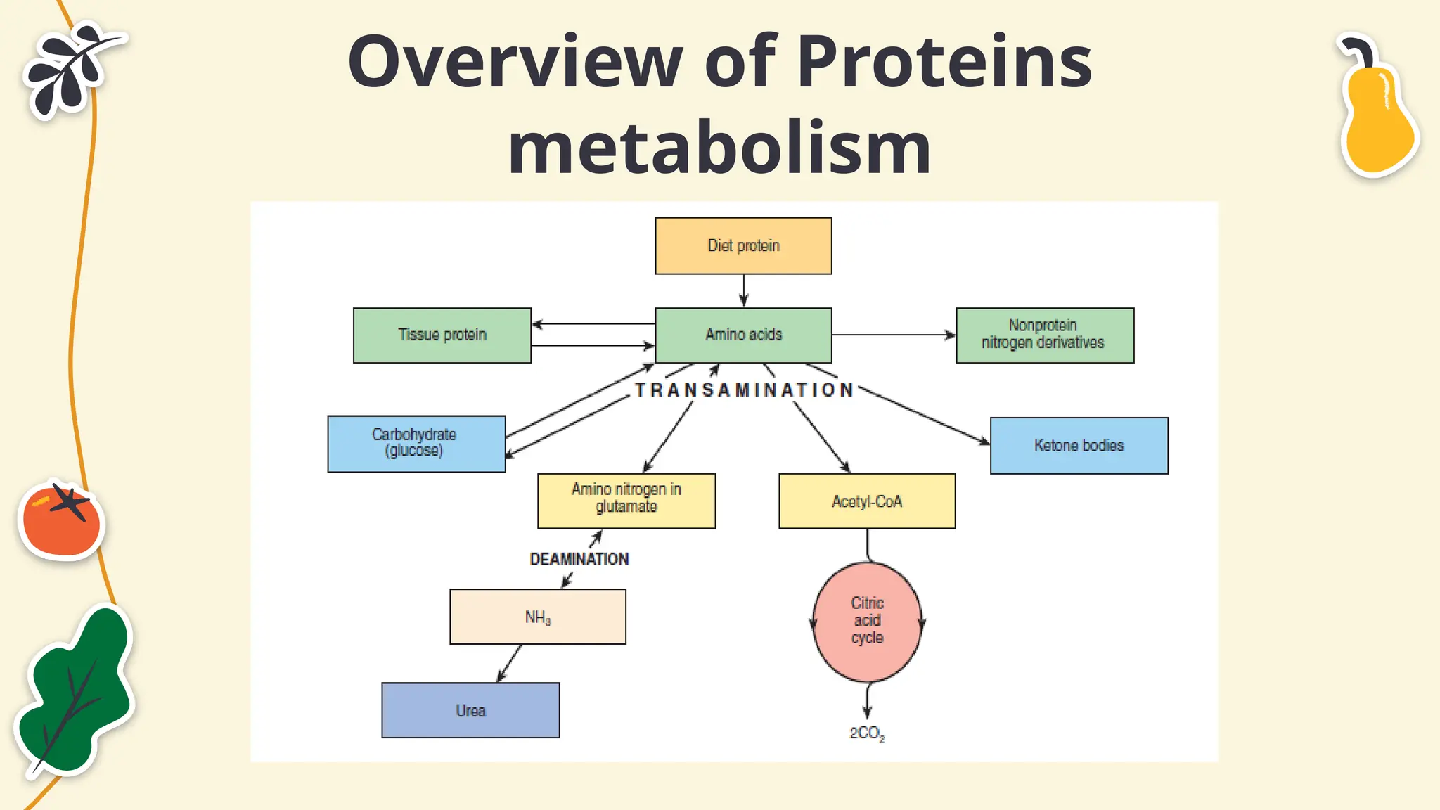 Integrated Metabolism (CHO, Lipid, Protein ).pptx