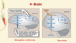 Integrated Metabolism (CHO, Lipid, Protein ).pptx