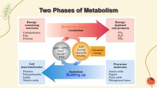 Integrated Metabolism (CHO, Lipid, Protein ).pptx