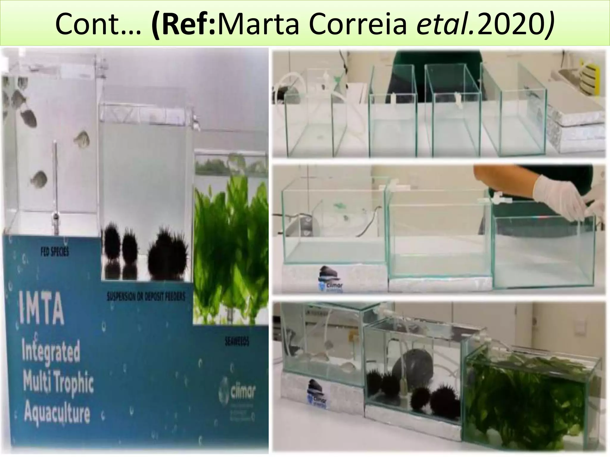 Integrated Multi-Trophic Aquaculture(IMTA) its applications by B.pptx