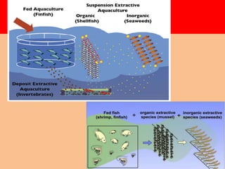 Integrated Multi-Trophic Aquaculture(IMTA) its applications by B.pptx