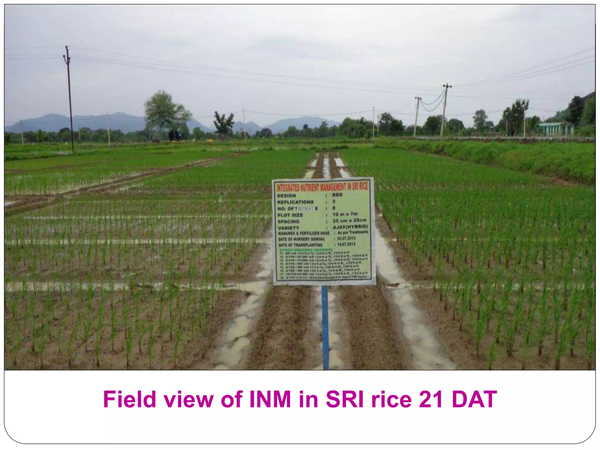 Integrated nutrient management approaches under system of rice ...