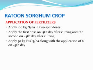 INTEGRATED NUTRIENT MANAGEMENT IN SORGHUM, PEARLMILLET ,.pptx