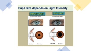 integrated optic nerve.pptx