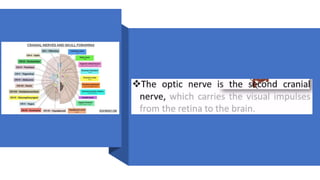 integrated optic nerve.pptx