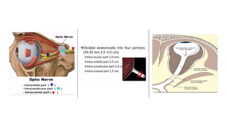 integrated optic nerve.pptx