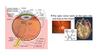 integrated optic nerve.pptx
