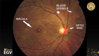 integrated optic nerve.pptx