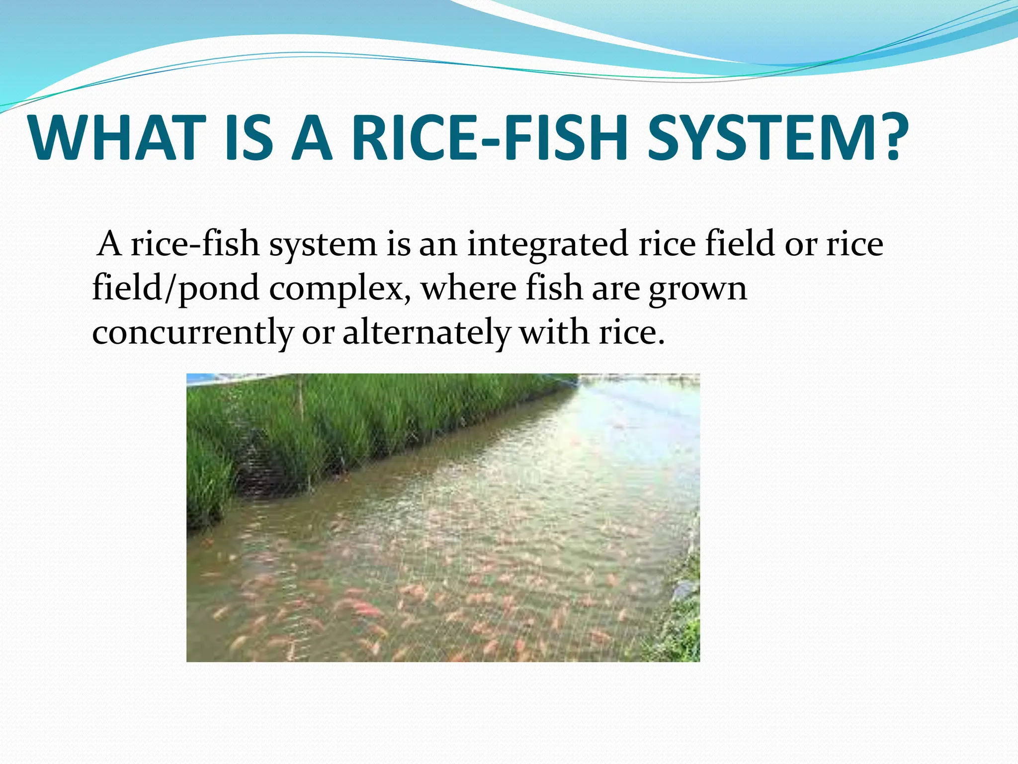 Integrated Paddy-Cum-Fish Culture 19.2.2022 PDF.pptx