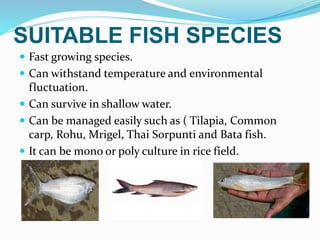 Integrated Paddy-Cum-Fish Culture 19.2.2022 PDF.pptx