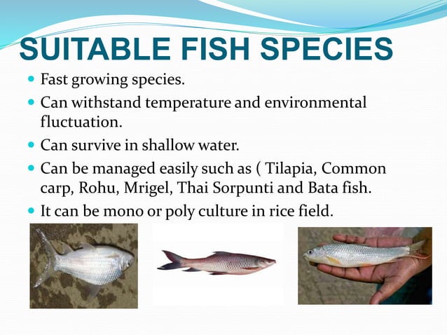 Integrated Paddy-Cum-Fish Culture 19.2.2022 PDF.pptx | Agriculture ...