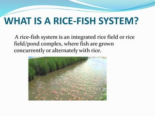 Integrated Paddy-Cum-Fish Culture 19.2.2022 PDF.pptx