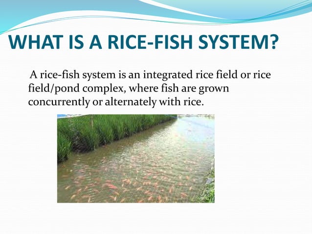 Integrated Paddy-Cum-Fish Culture 19.2.2022 PDF.pptx | Agriculture ...