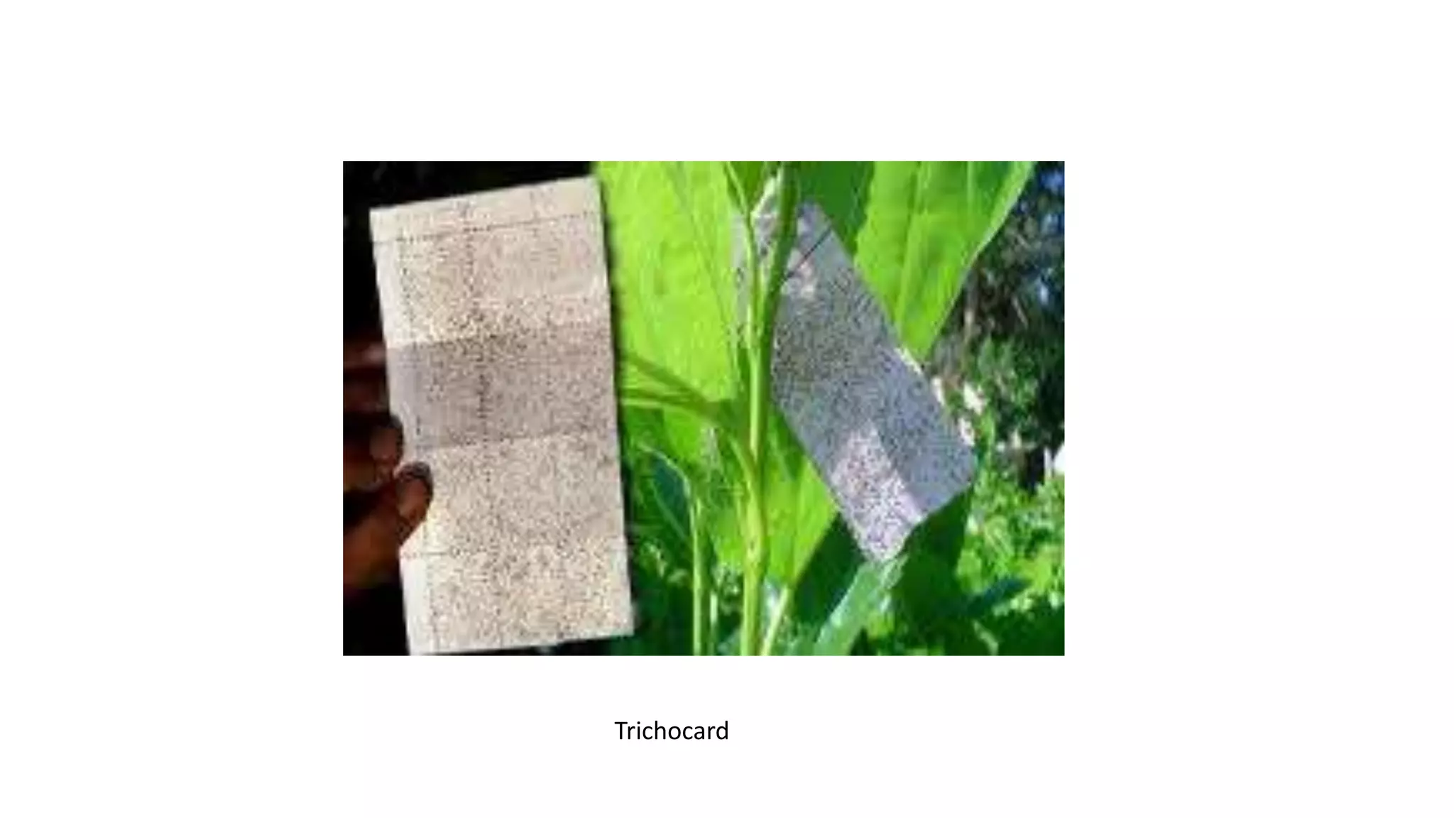 Integrated pest and disease management (ipdm) | PPTX