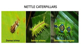 INTEGRATED PEST AND DISEASE MANAGEMENT OF OIL PALM TRAINING.pptx