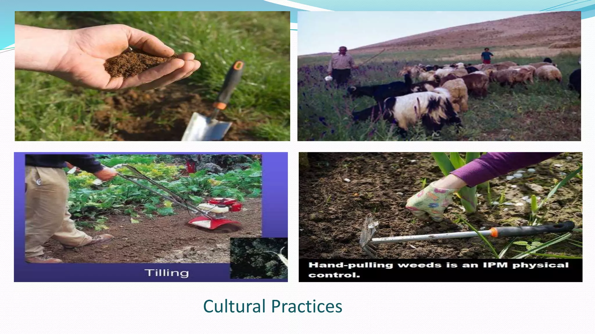 Integrated Pest Management Ipm Pptx