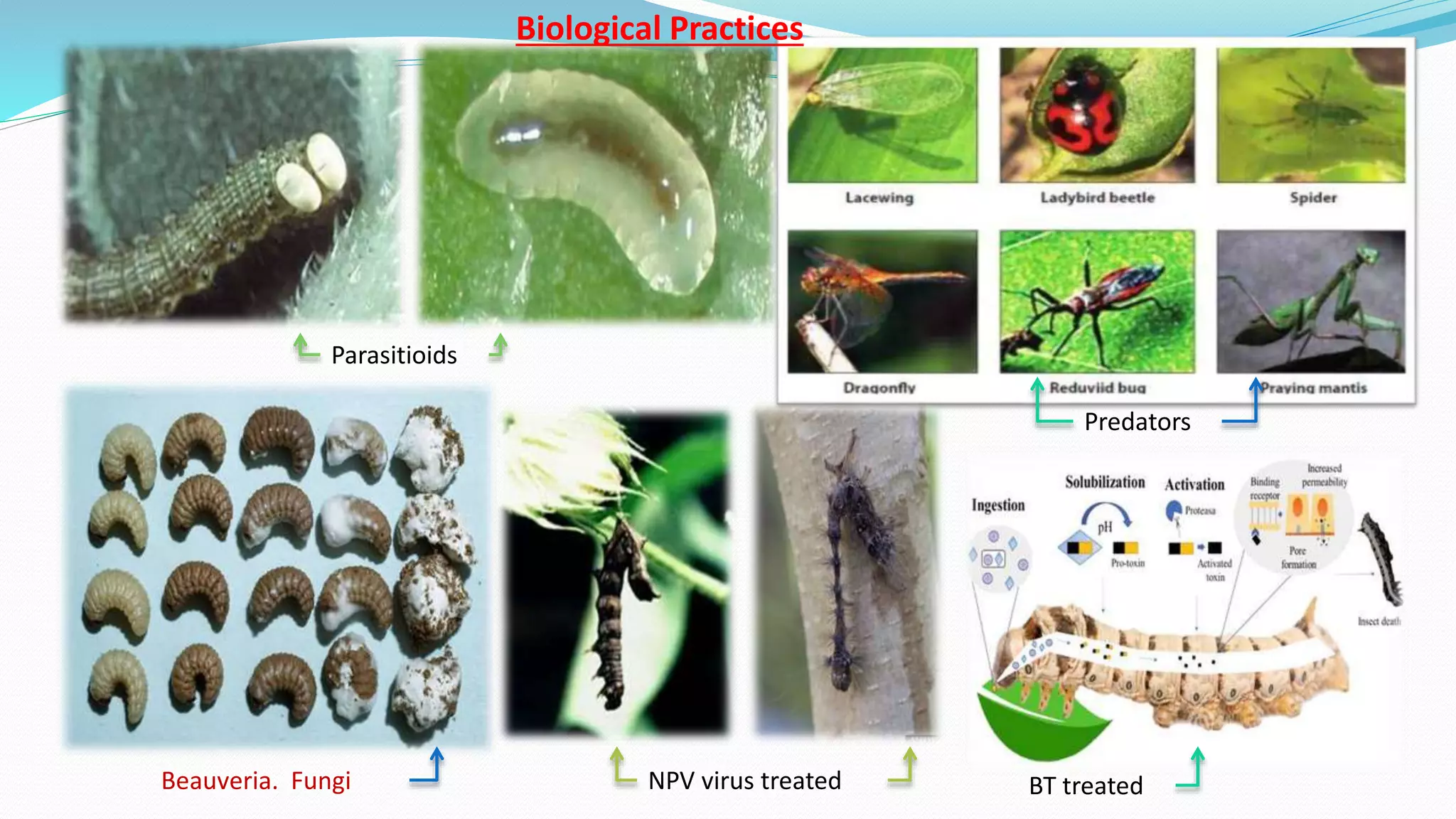 Integrated Pest Management (IPM) | PPTX
