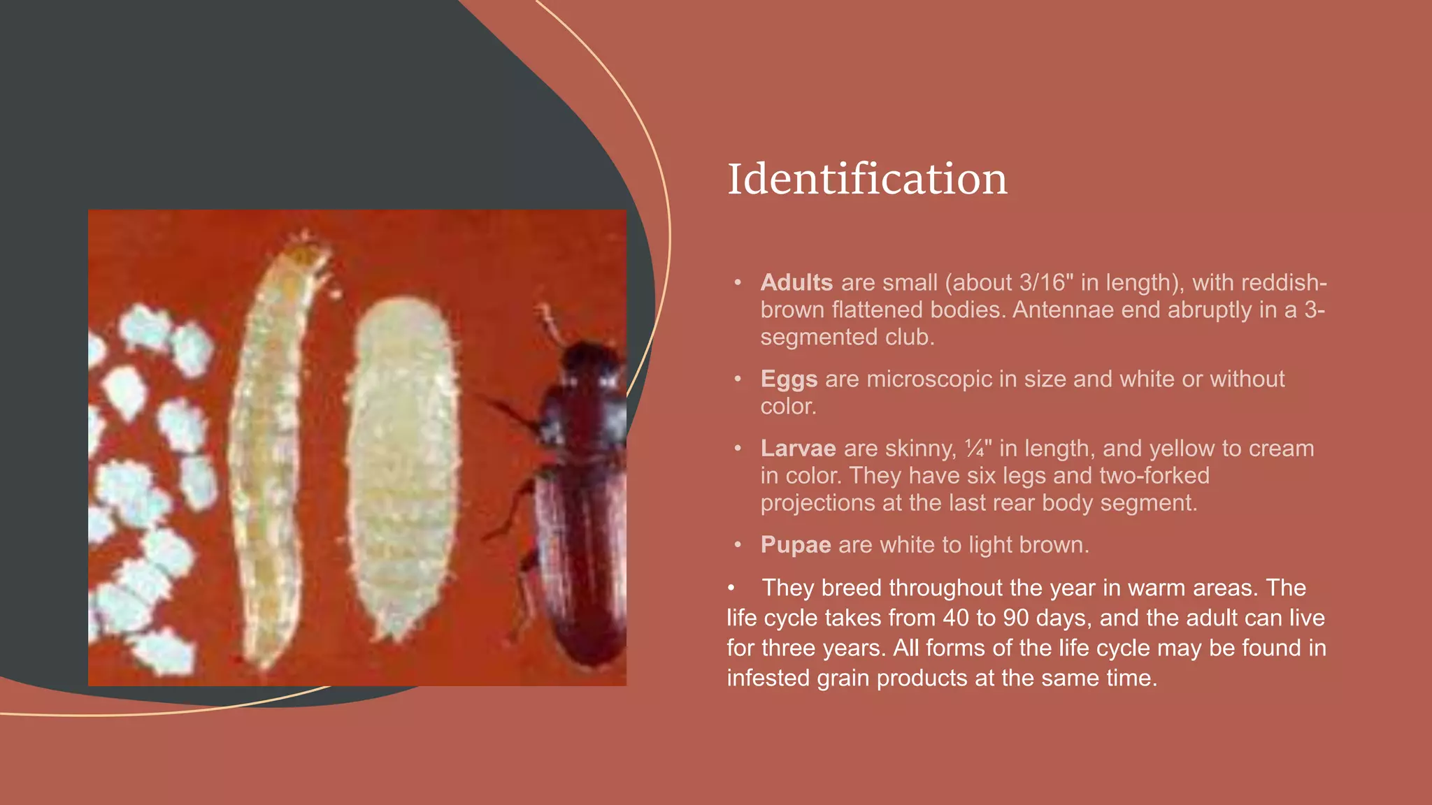 Integrated pest management assg#01 | PPTX