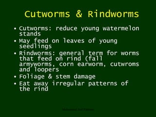 Integrated pest management in watermelon | PPT