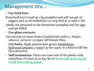 Integrated pest management of fruit fly (bactrocera cucurbitae ) in vegetables crops nepal,himal ...