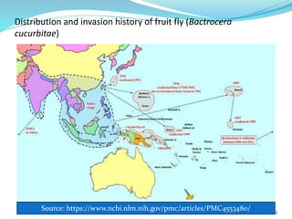 Integrated pest management of fruit fly (bactrocera cucurbitae ) in vegetables crops nepal,himal ...