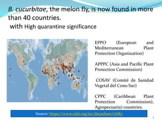 Integrated pest management of fruit fly (bactrocera cucurbitae ) in vegetables crops nepal,himal ...
