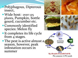 Integrated pest management of fruit fly (bactrocera cucurbitae ) in vegetables crops nepal,himal ...