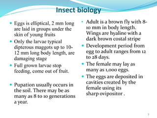 Integrated pest management of fruit fly (bactrocera cucurbitae ) in vegetables crops nepal,himal ...