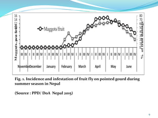 Integrated pest management of fruit fly (bactrocera cucurbitae ) in vegetables crops nepal,himal ...