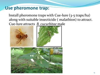 Bactrocera Cucurbitae Life Cycle