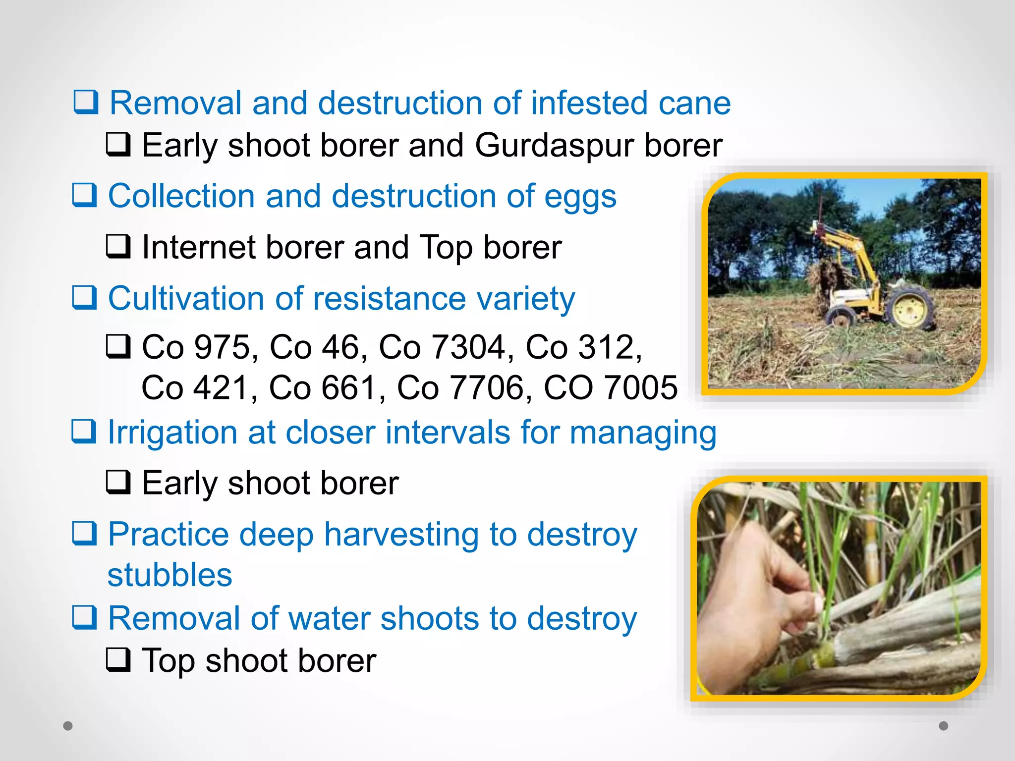 Integrated Pest Management of Sugarcane | PPTX