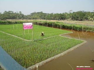 Integrated rice, vegetable and fish culture | PPTX
