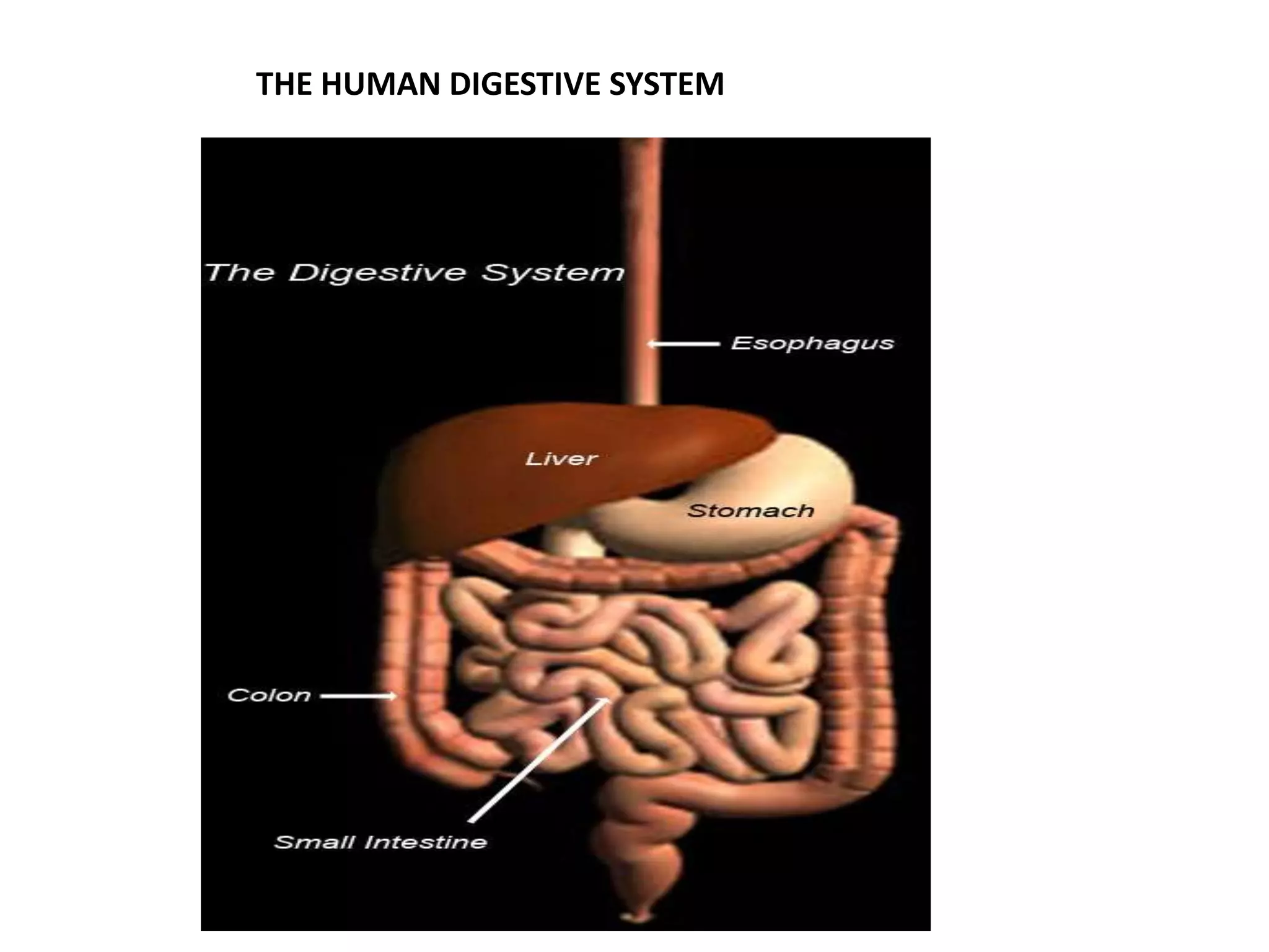 Integrated science digestion | PPTX