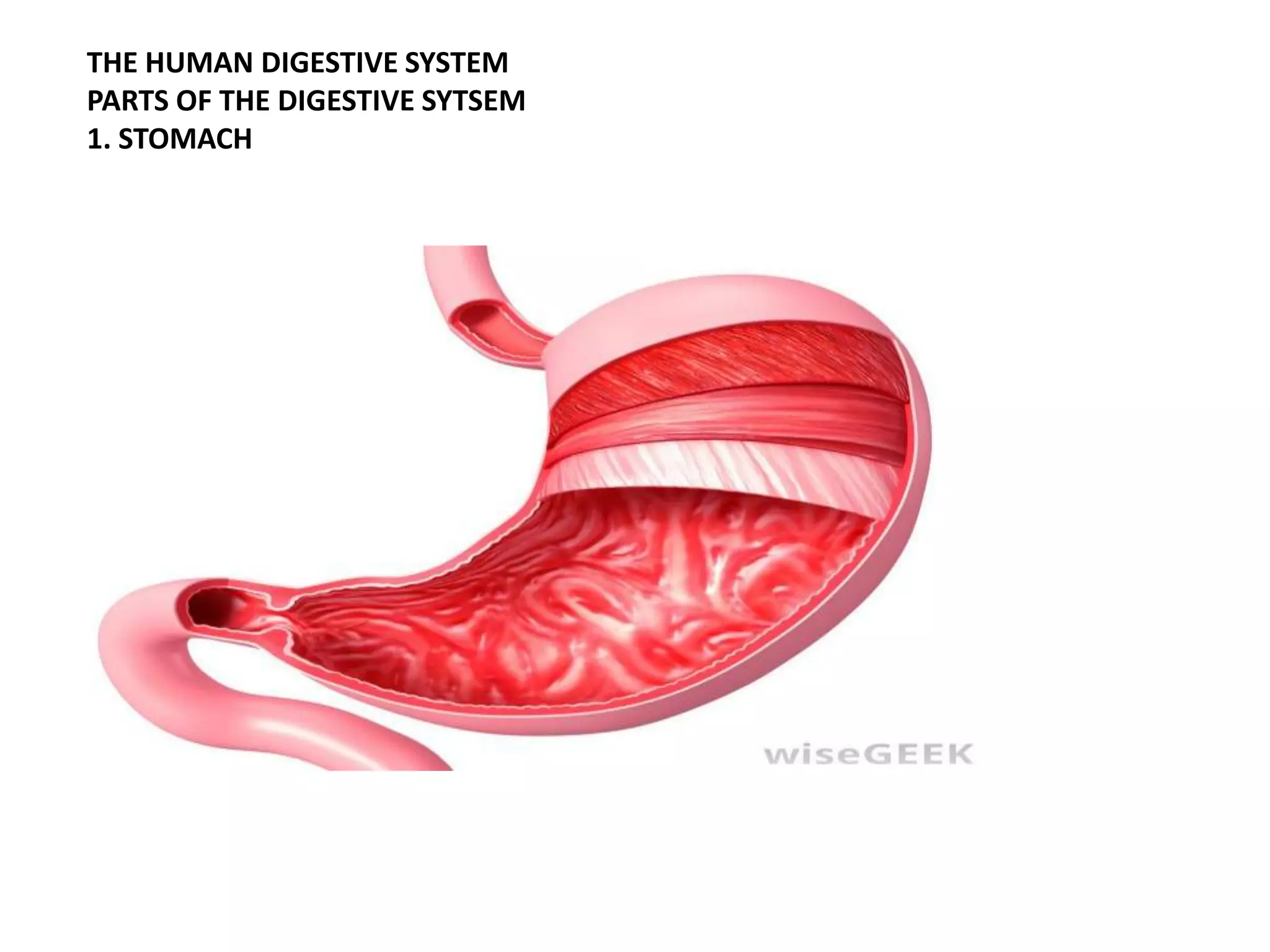 Integrated science digestion | PPTX