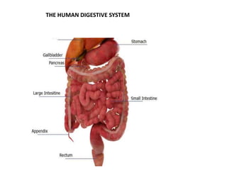 Integrated science digestion | PPTX