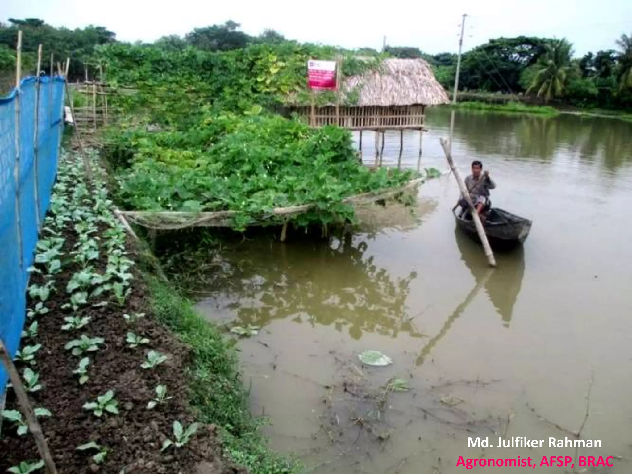 Integrated vegetable, duck and fish culture | PPT