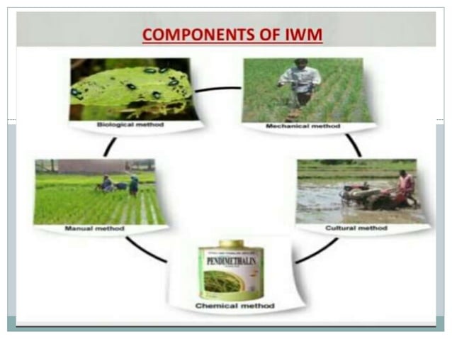 Integrated weed management in crops. | PPTX