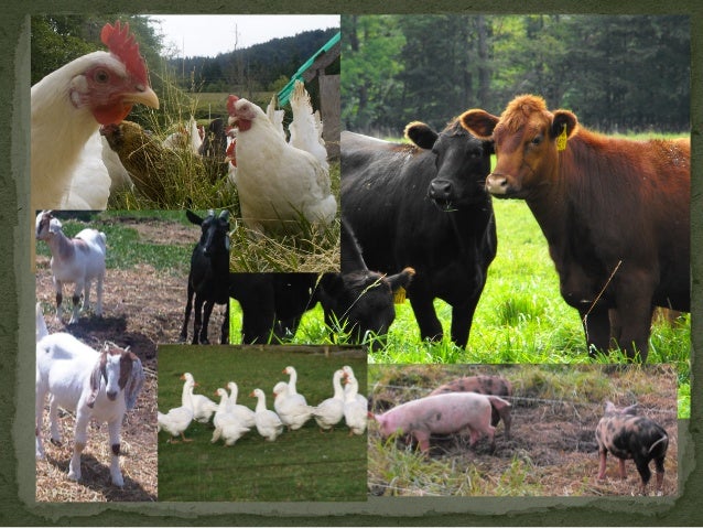 Integrating livestock into cropping system Integrating livestock into cropping system
