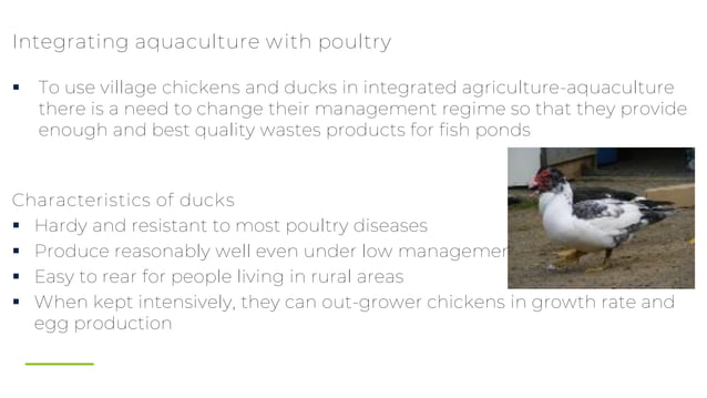Integration-Fish-Poultry.pdf