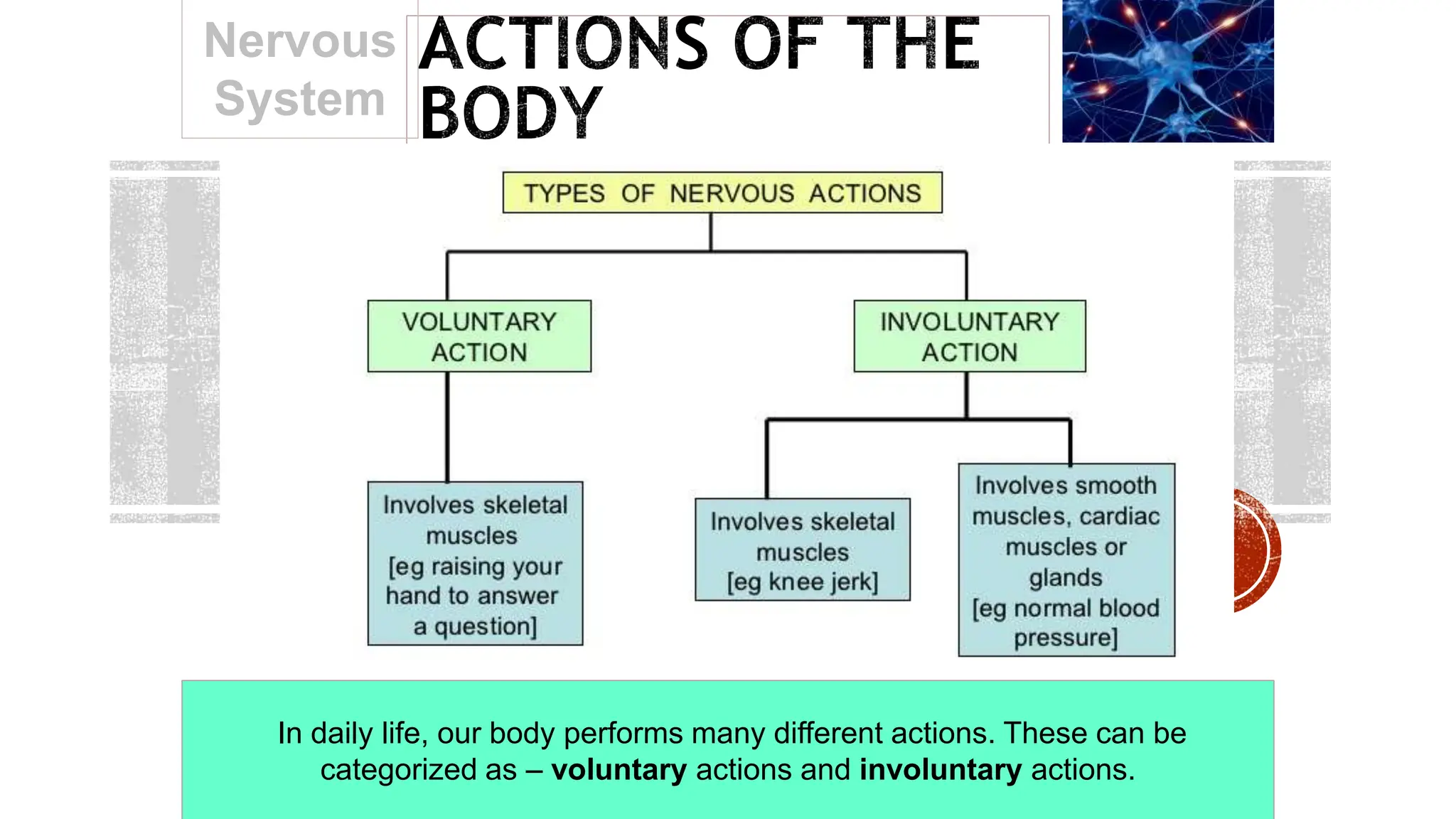 Integration by the central nervous system.pptx