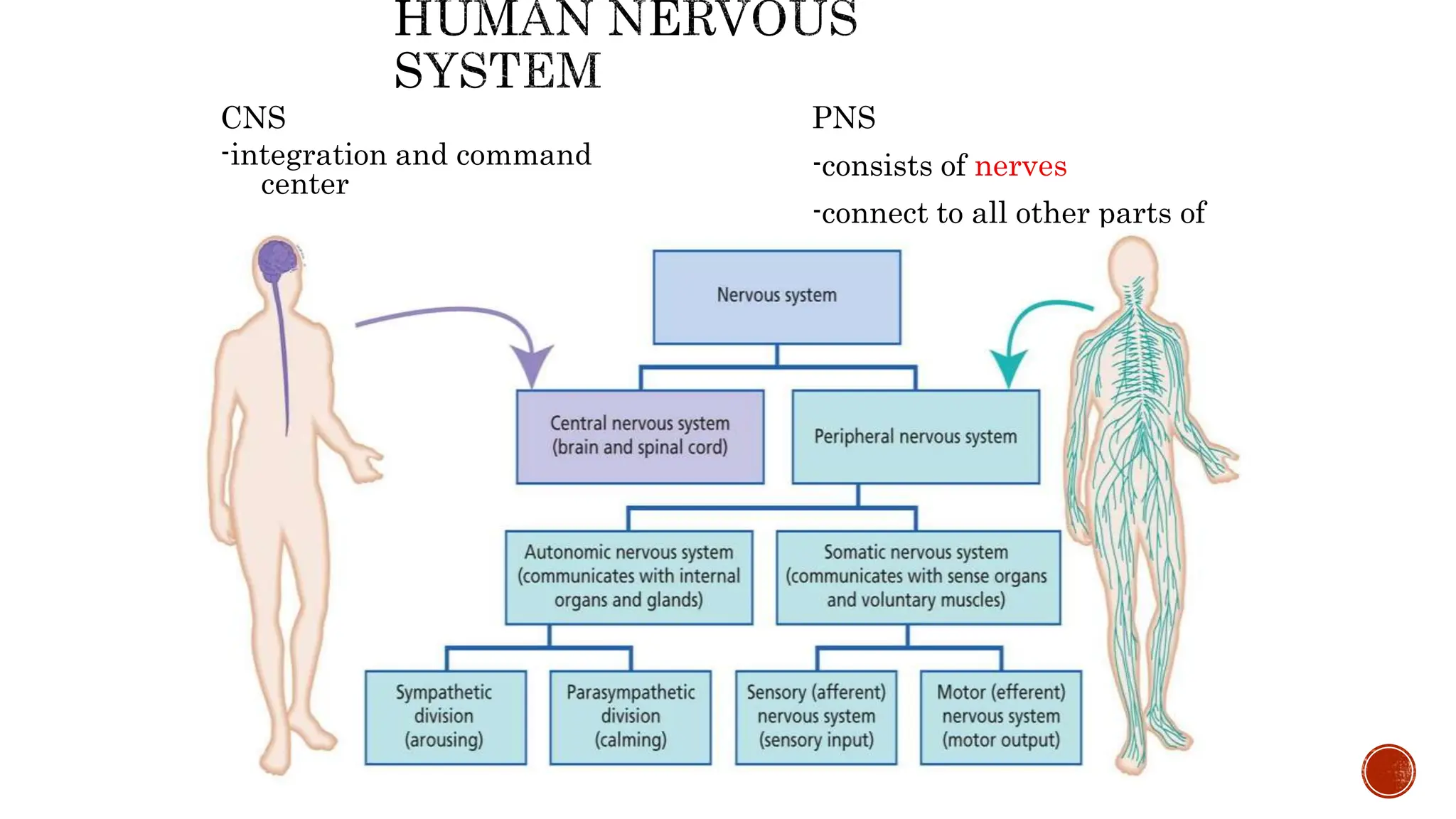 Integration by the central nervous system.pptx