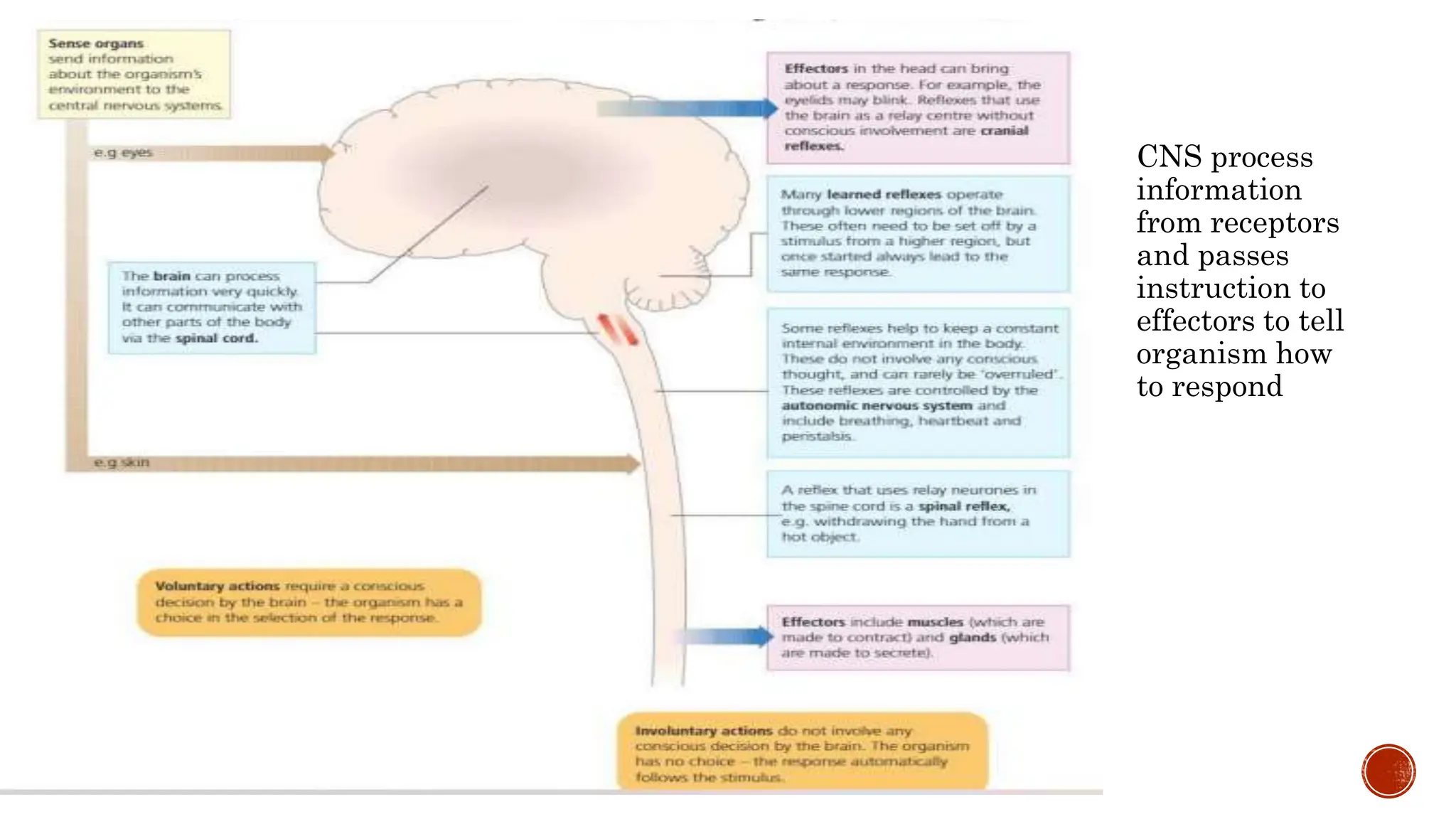 Integration by the central nervous system.pptx
