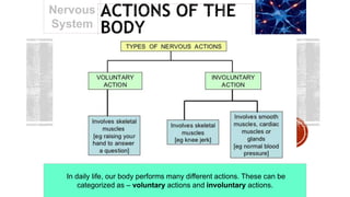 Integration by the central nervous system.pptx