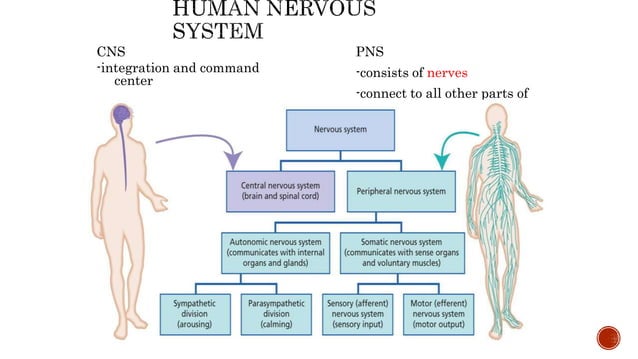 Integration by the central nervous system.pptx