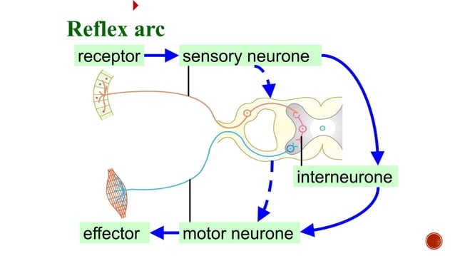 Integration by the central nervous system.pptx