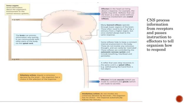 Integration by the central nervous system.pptx