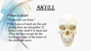 Human Skeleton, skull, bones, all about skeleton with 3D skeleton | PPT