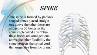 Human Skeleton, skull, bones, all about skeleton with 3D skeleton | PPTX